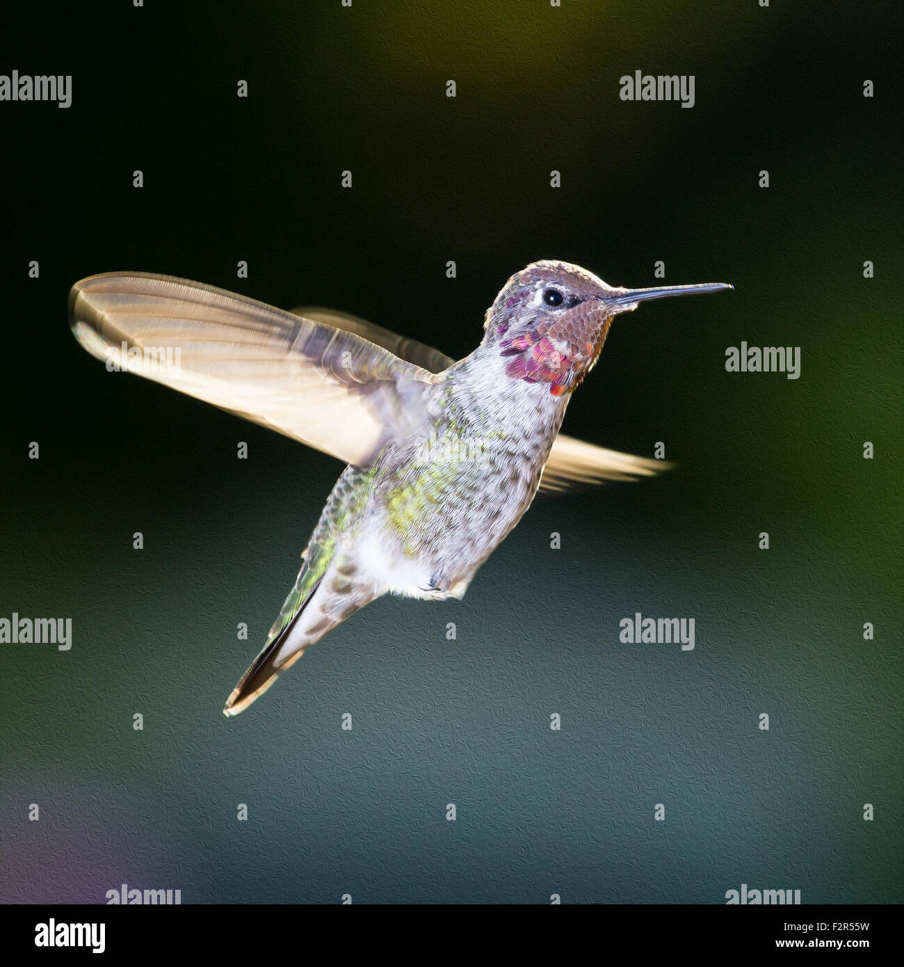 Flying humming bird on dark background Stock Photo - Alamy