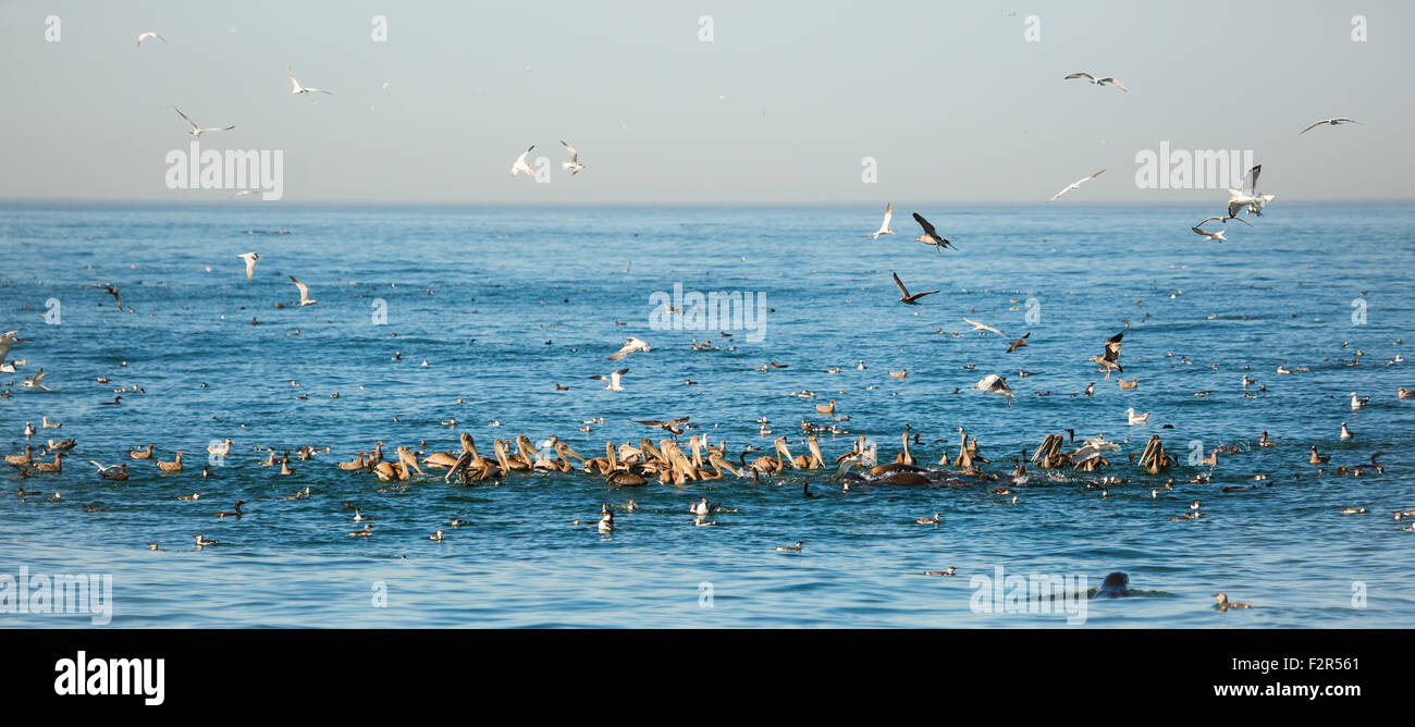 Flock of sea birds on open sea Stock Photo - Alamy