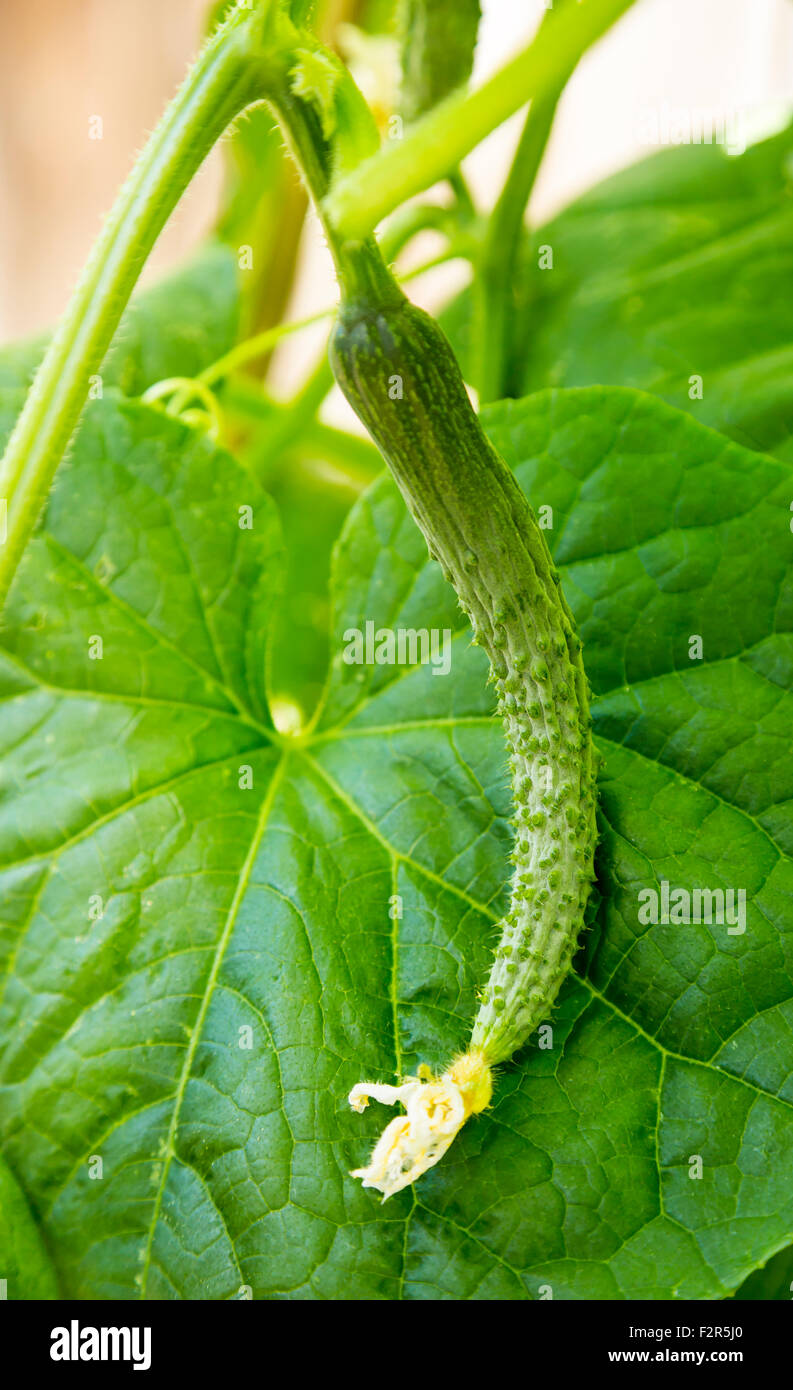 Growing baby cucumber in a garden Stock Photo - Alamy