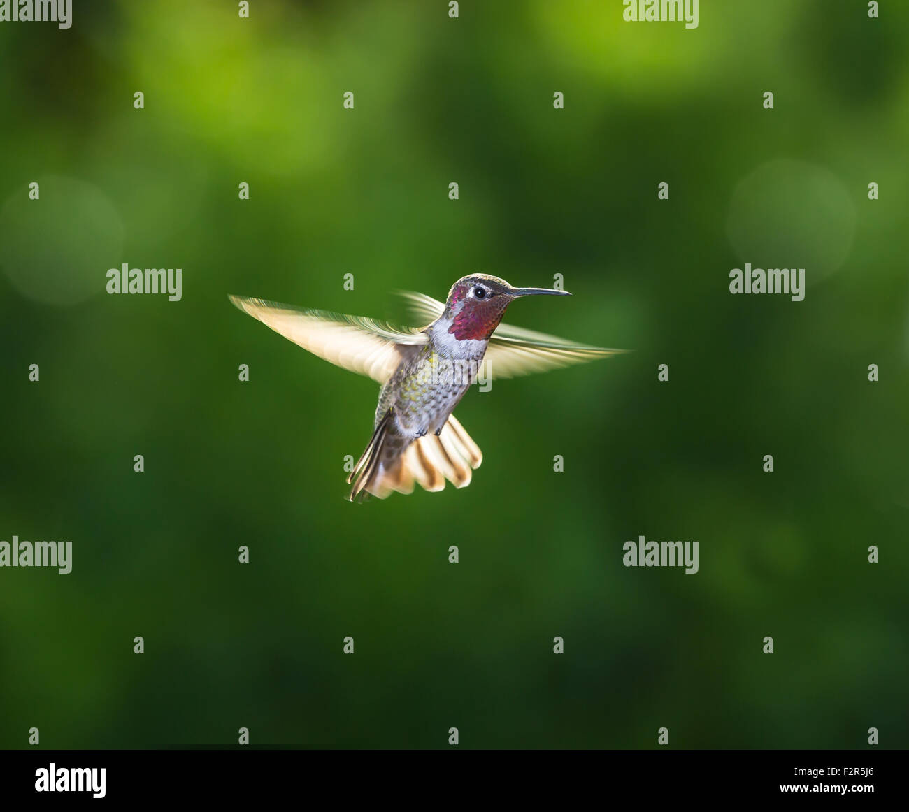 Flying humming bird on dark background Stock Photo - Alamy