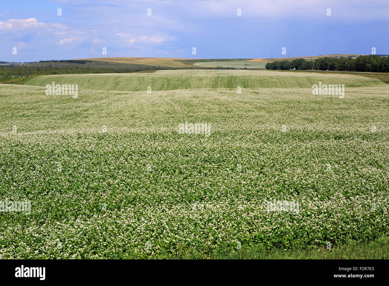 Beautiful buckwheat field hi-res stock photography and images - Alamy
