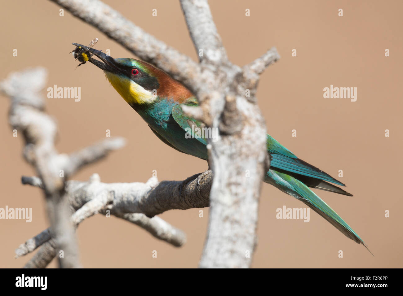 European Bee-eater with insect prey Stock Photo - Alamy