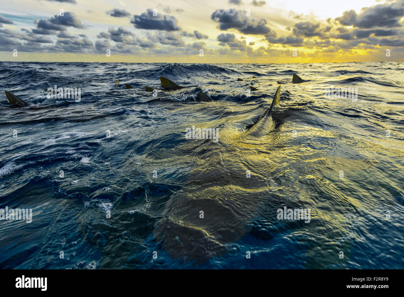 Shark fin beach hi-res stock photography and images - Alamy