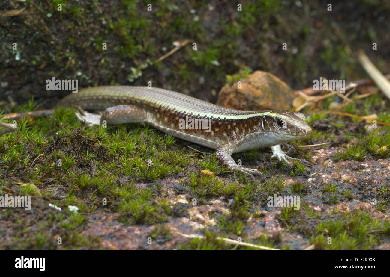 Madagascar girdled lizard (Zonosaurus madagascariensis), Rainforest ...