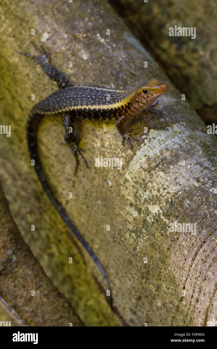 Wide tailed zonosaur High Resolution Stock Photography and Images - Alamy