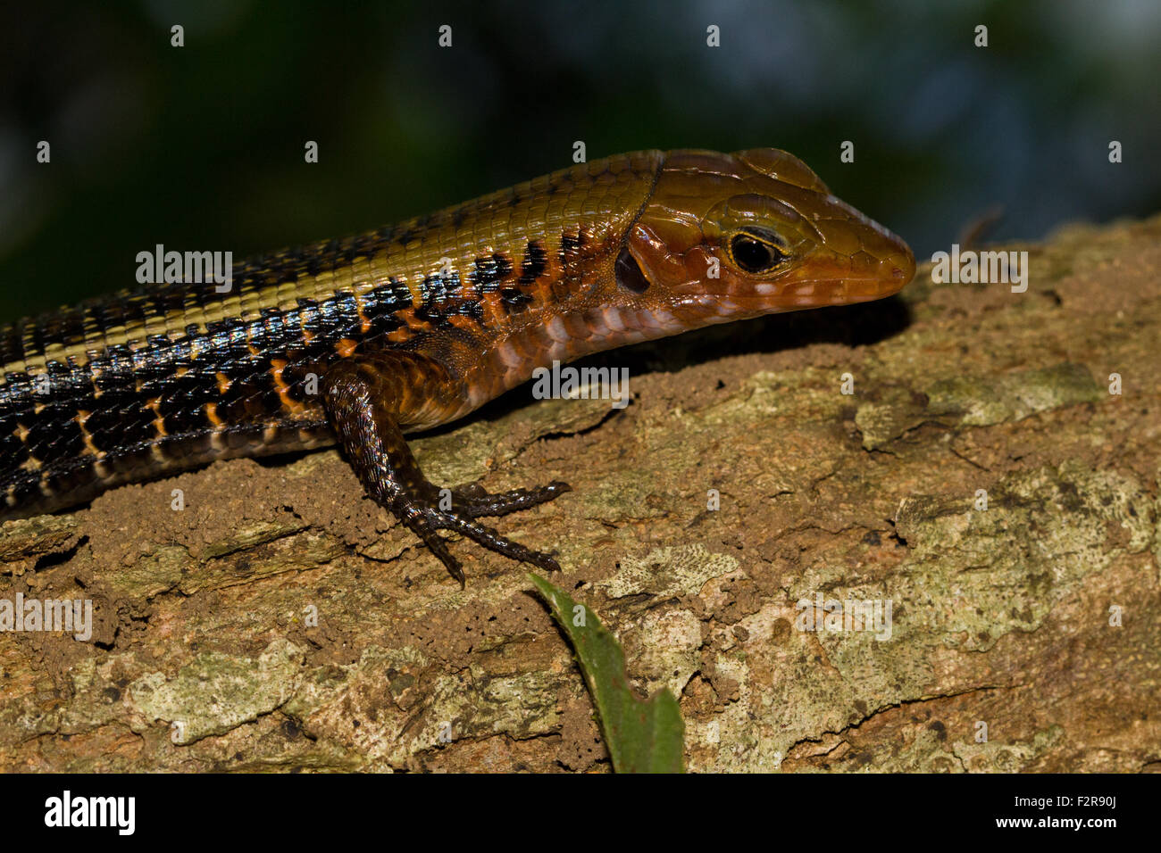 Western Girdled Lizard (Zonosaurus laticaudatus), dry forest ...