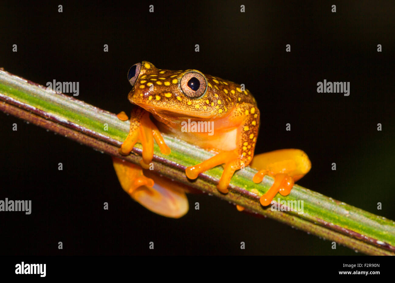 Whitebelly reed frog (Heterixalus Alboguttatus), rainforest of ...