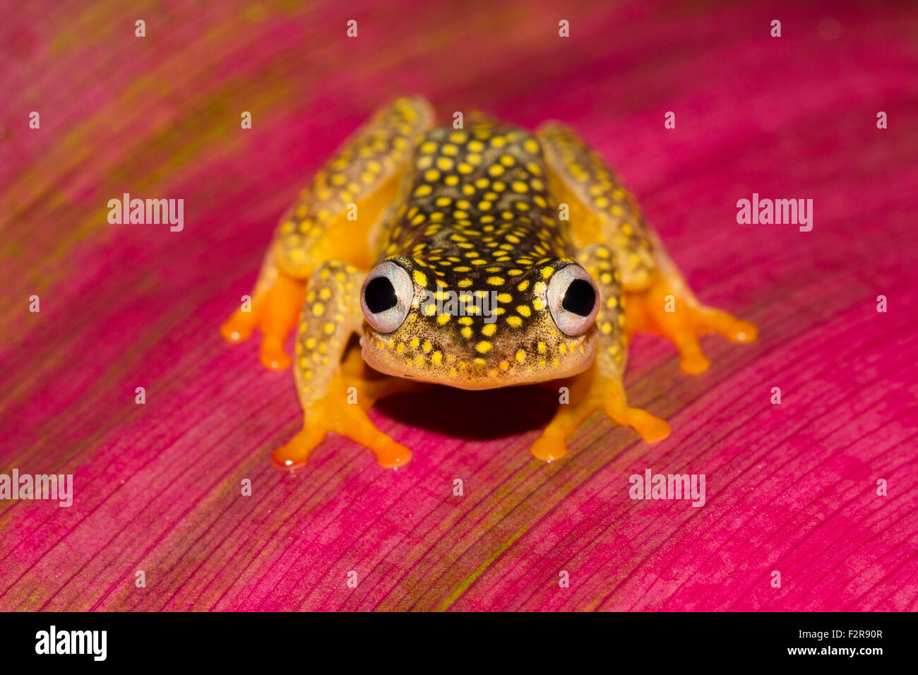 Whitebelly reed frog hi-res stock photography and images - Alamy