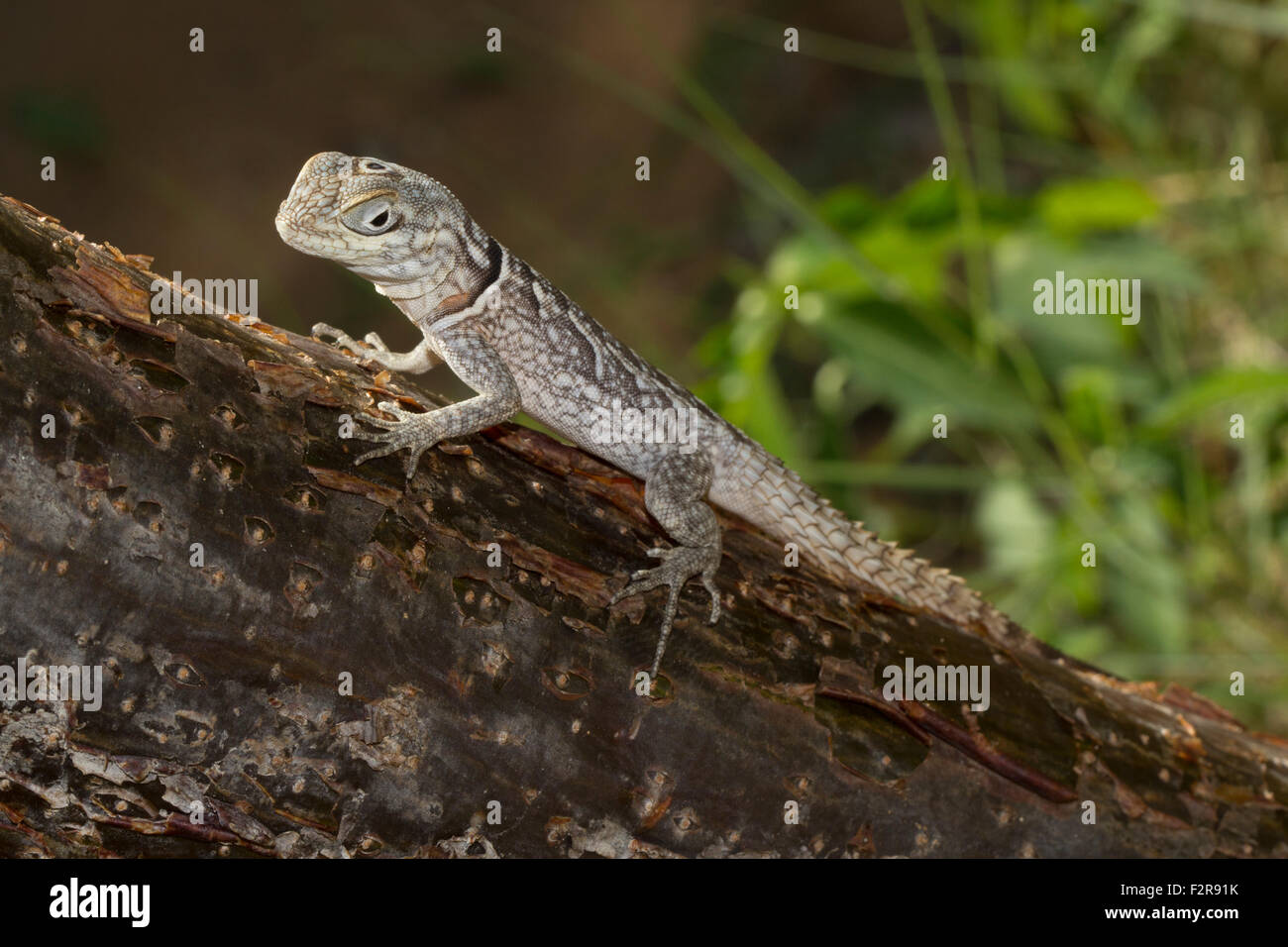 Merrem's Madagascar swift (Oplurus cyclurus) on a tree trunk, Ifaty ...