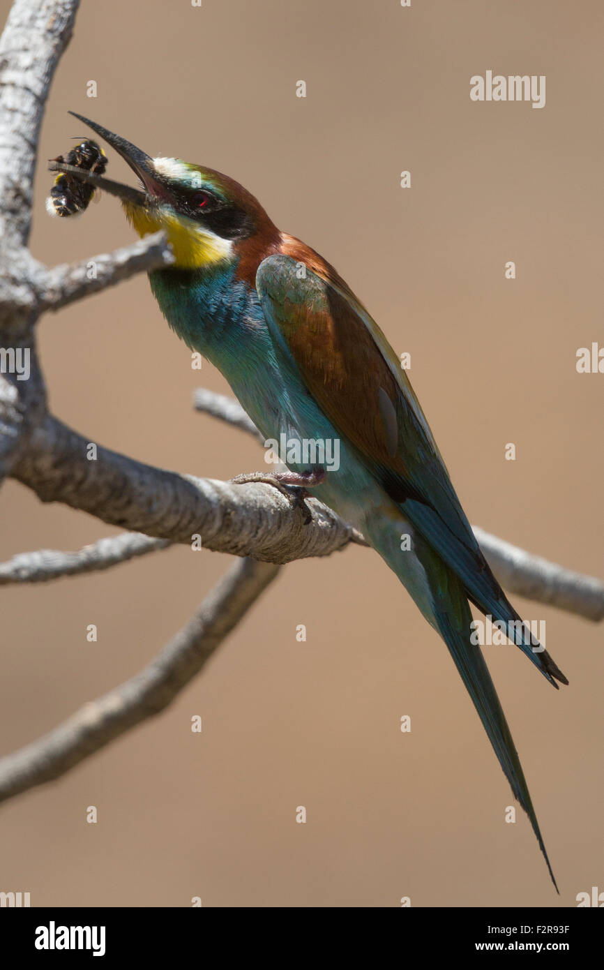 European Bee-eater tossing its prey Stock Photo - Alamy