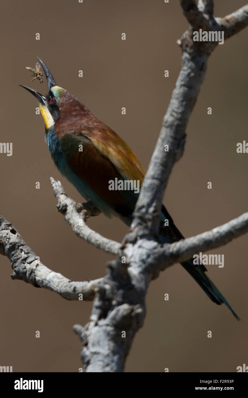 European Bee-eater tossing prey Stock Photo - Alamy