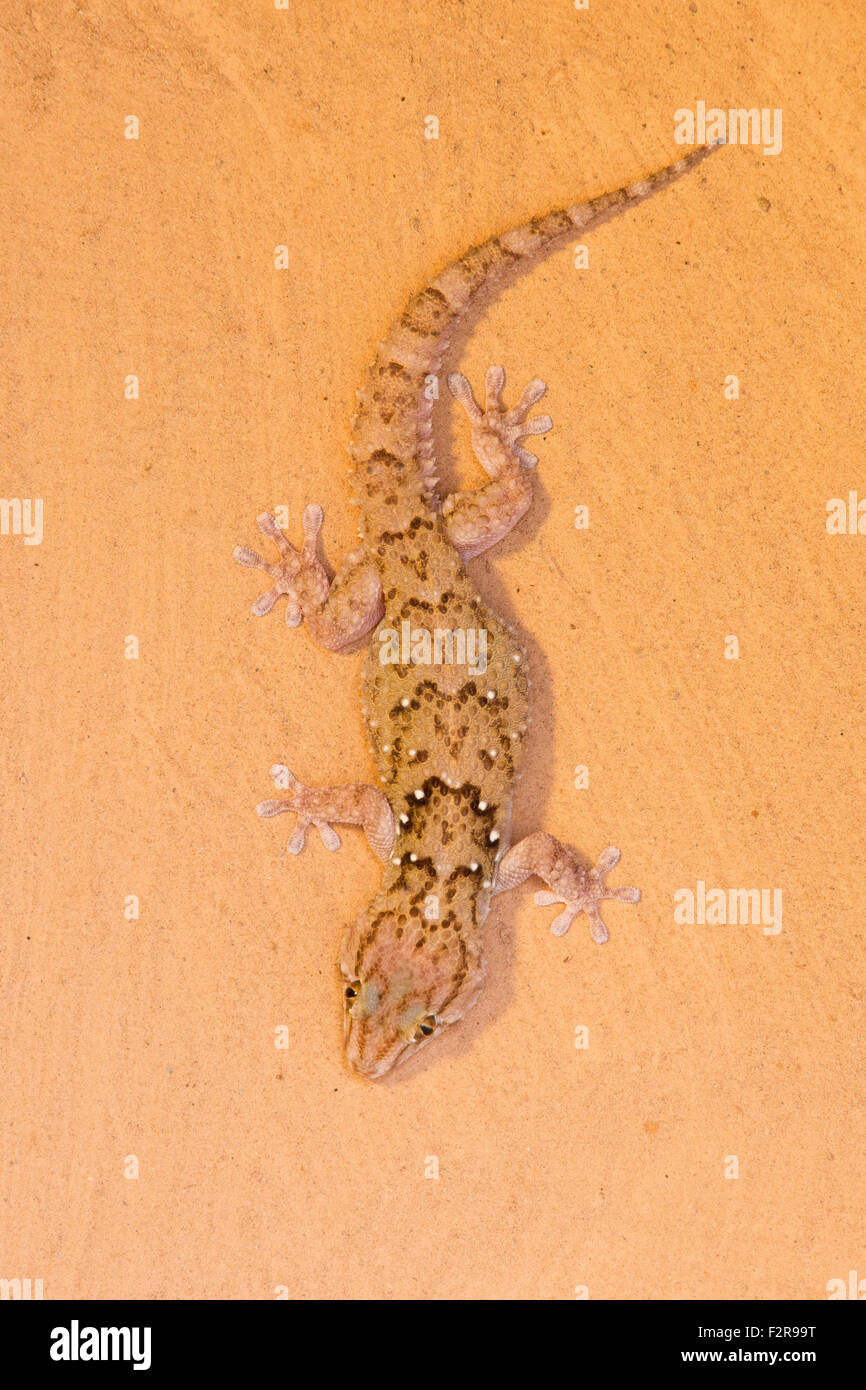 Gecko turner hi-res stock photography and images - Alamy