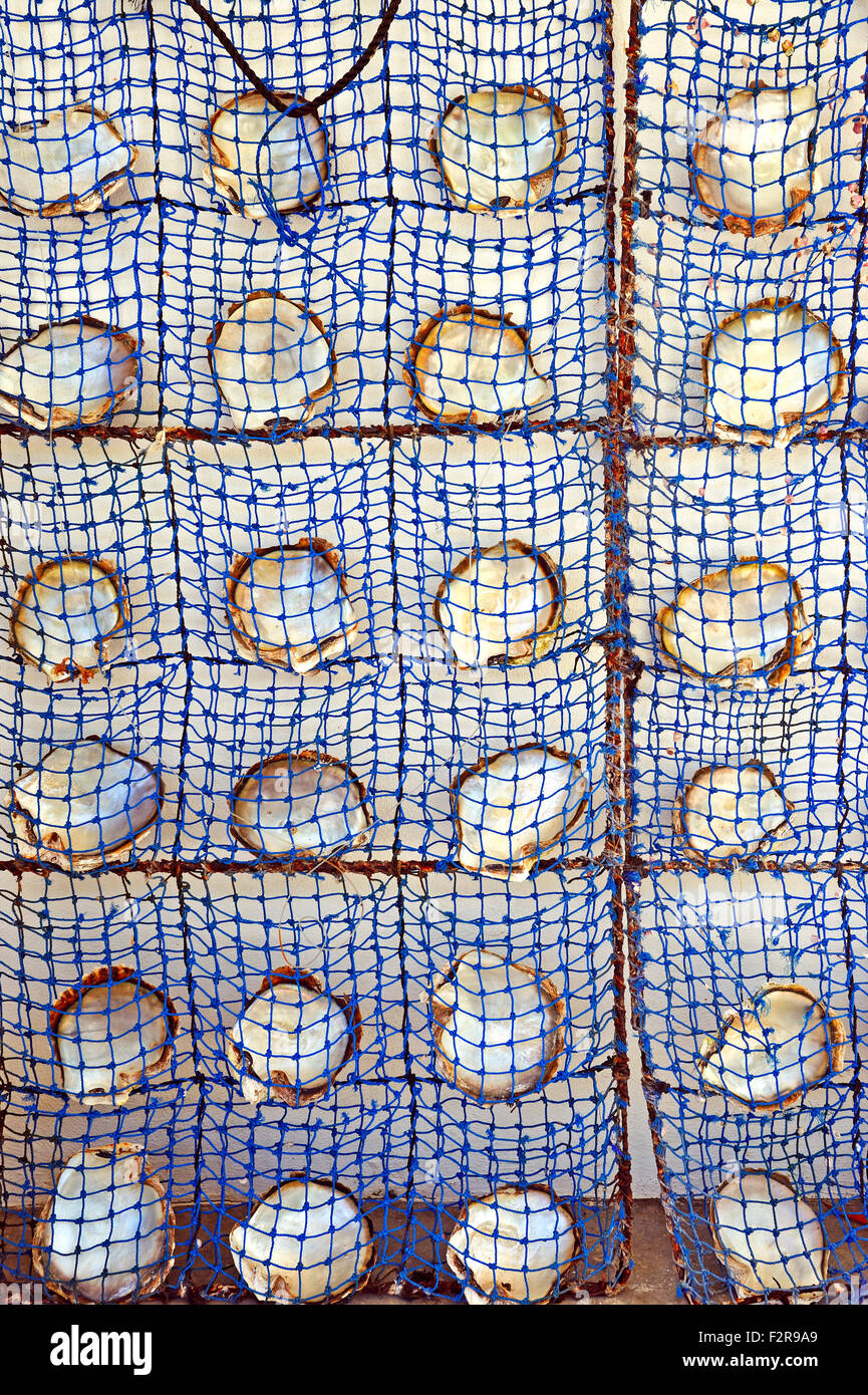 Shells of pearl oysters in a pearl farming basket, Praslin Island ...