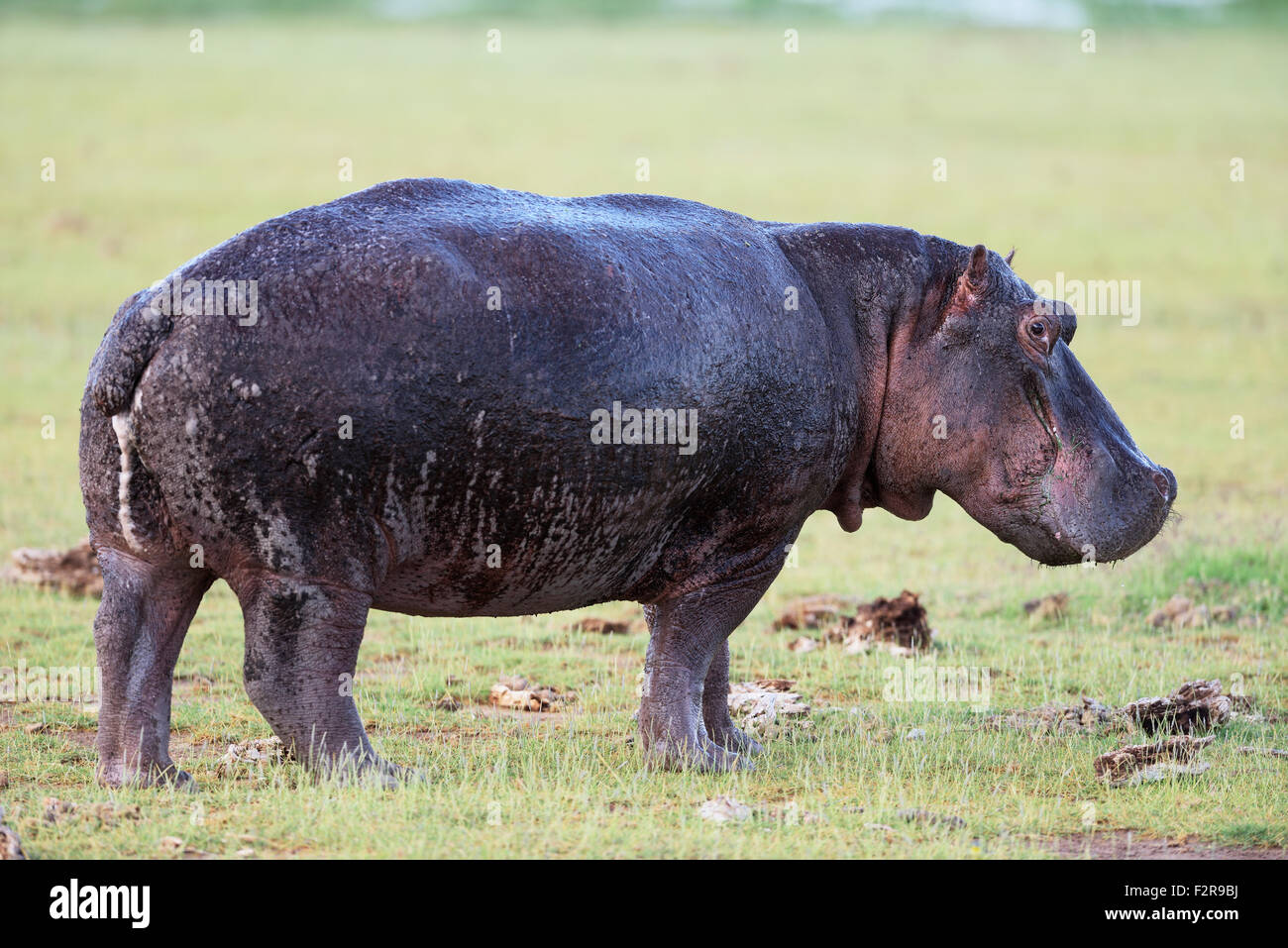 Side view of hippo hi-res stock photography and images - Alamy