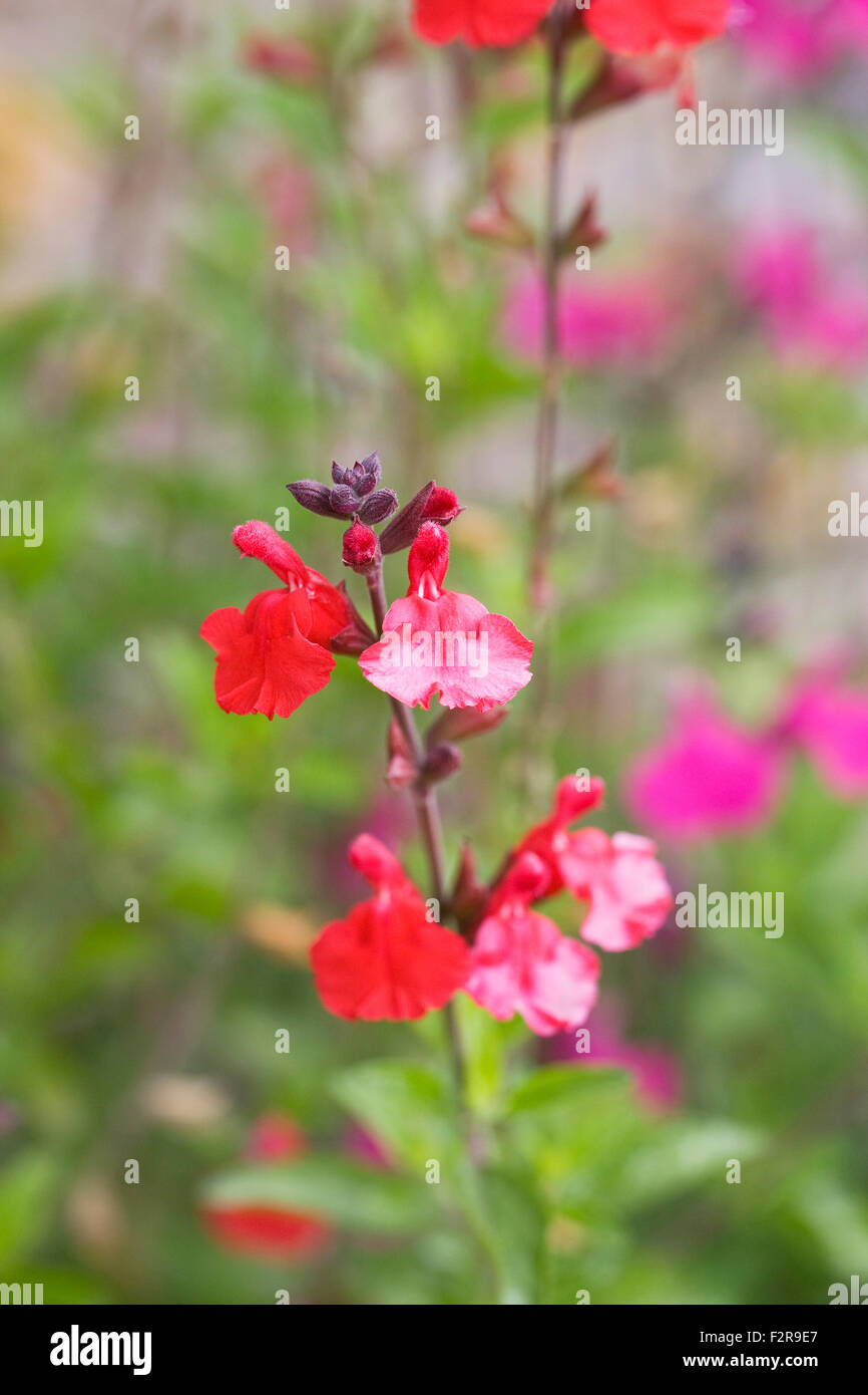 Red and Pink Salvia flowers in an herbaceous border Stock Photo - Alamy