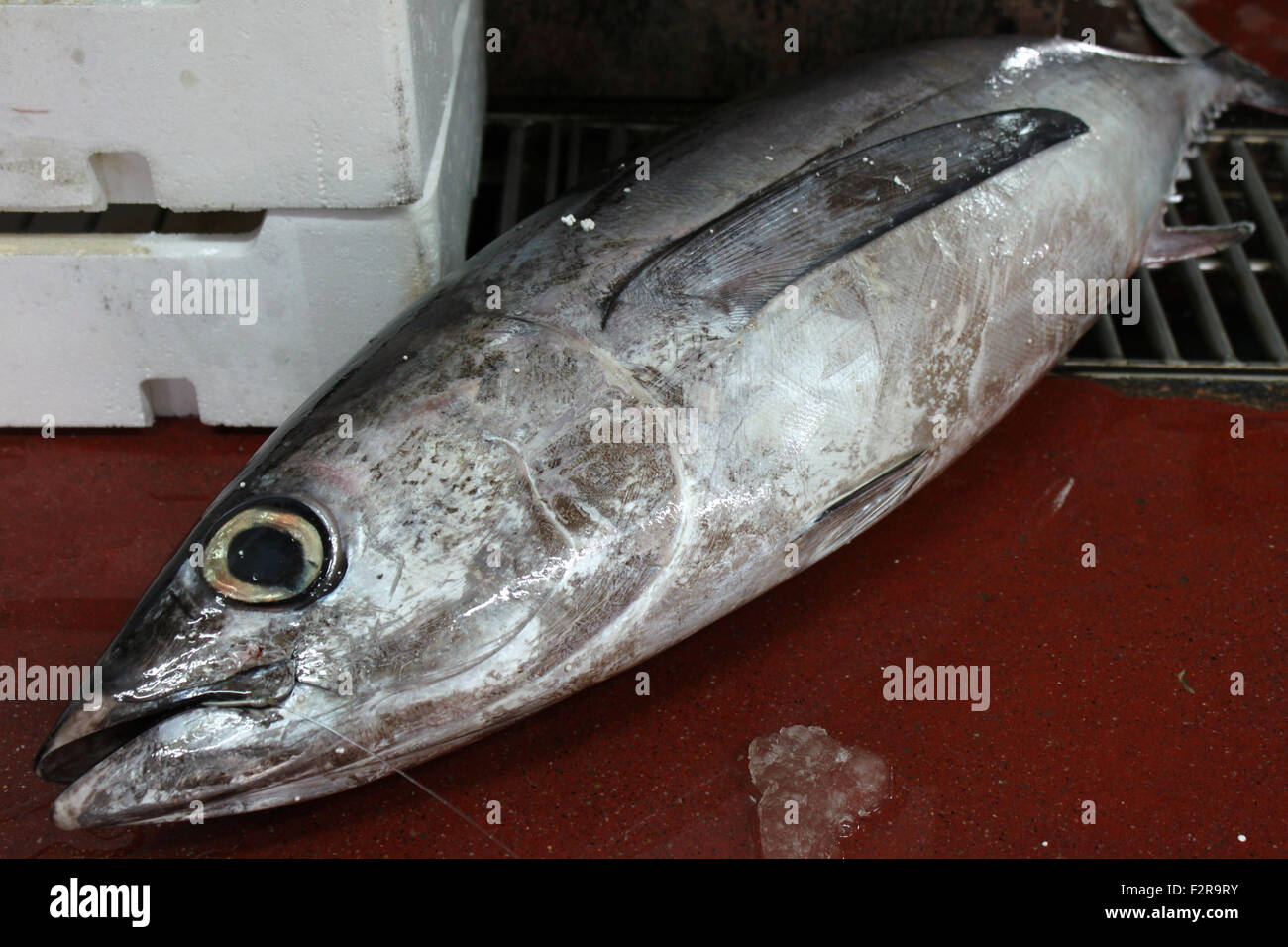 Fish market: tuna Stock Photo - Alamy