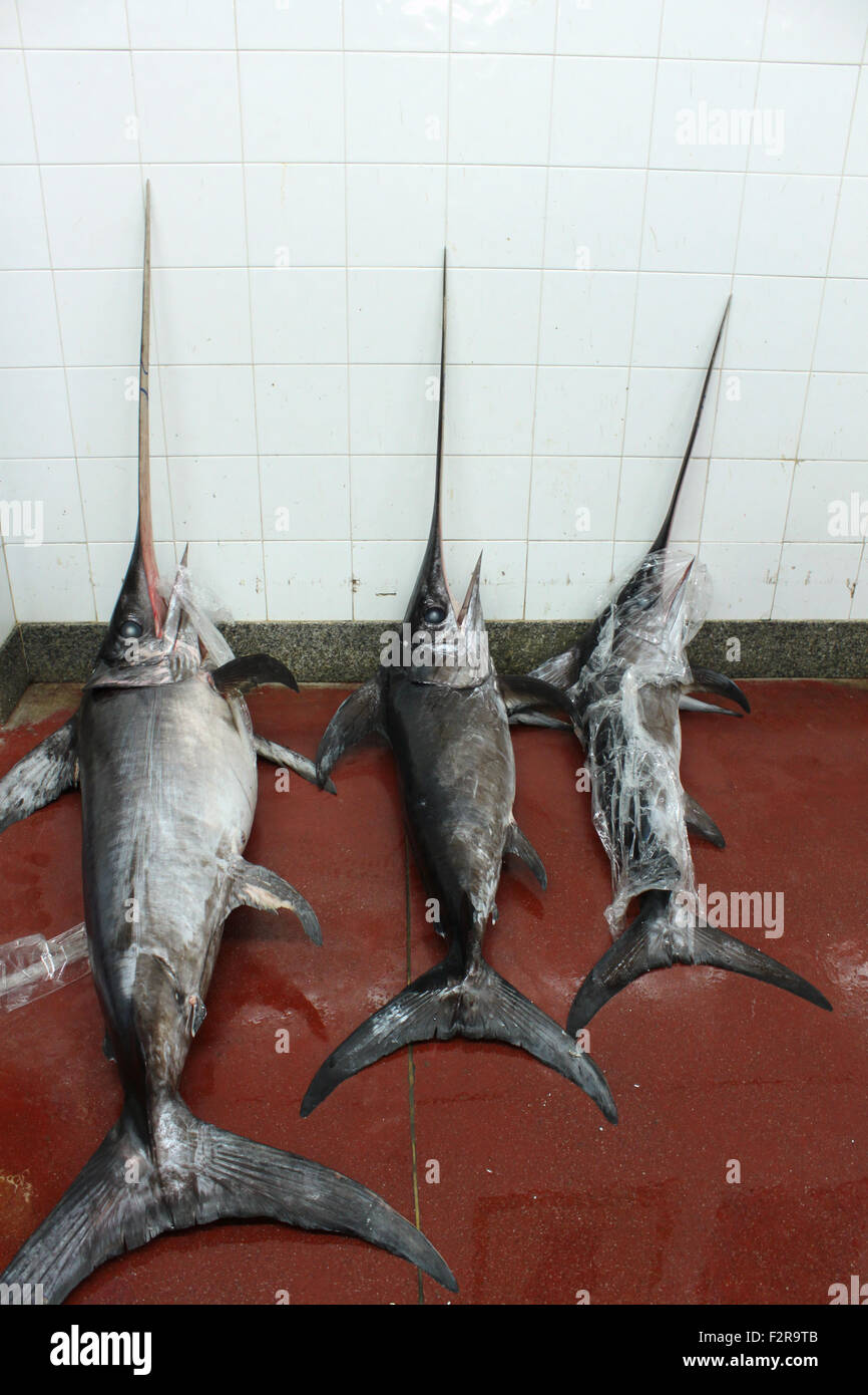 Sailfish swordfish hi-res stock photography and images - Alamy