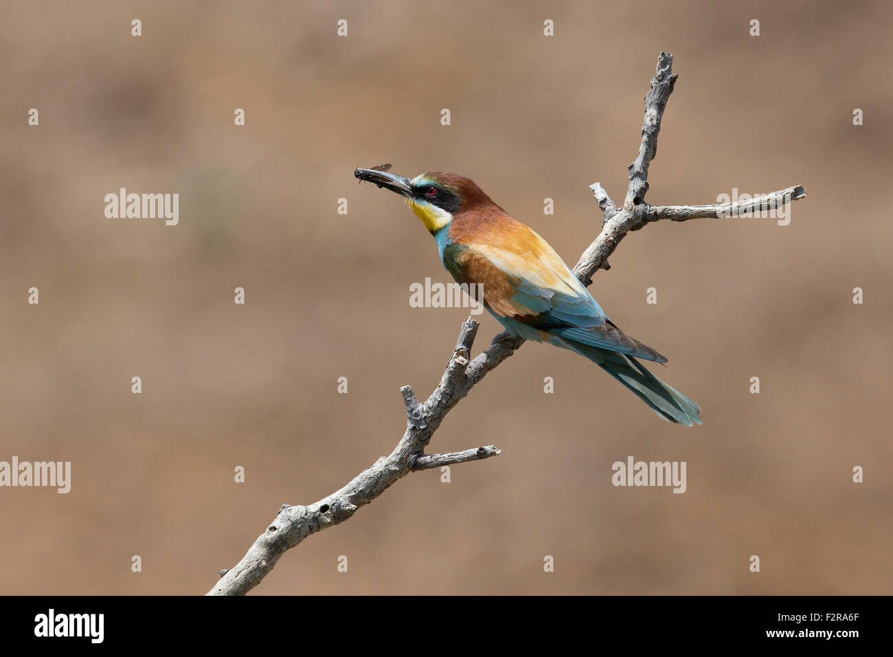 European Bee-eater with insect prey Stock Photo - Alamy