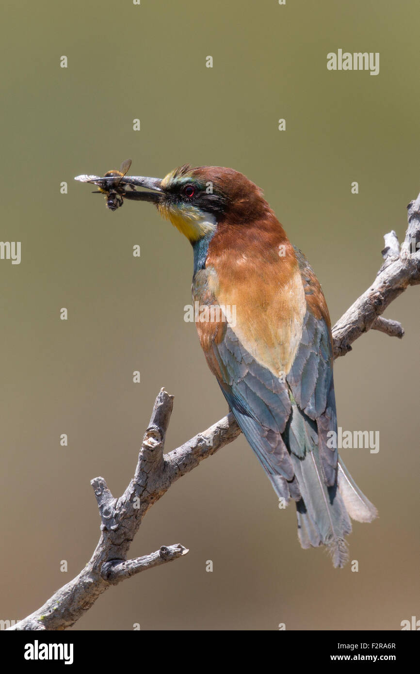 European Bee-eater with insect prey Stock Photo - Alamy