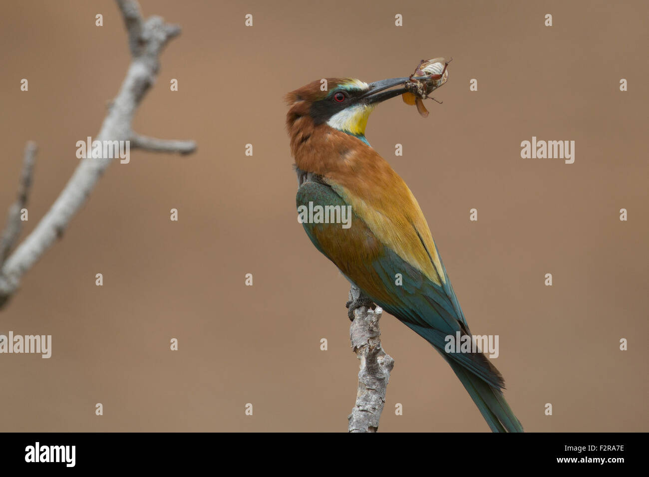 European Bee-eater with prey Stock Photo - Alamy