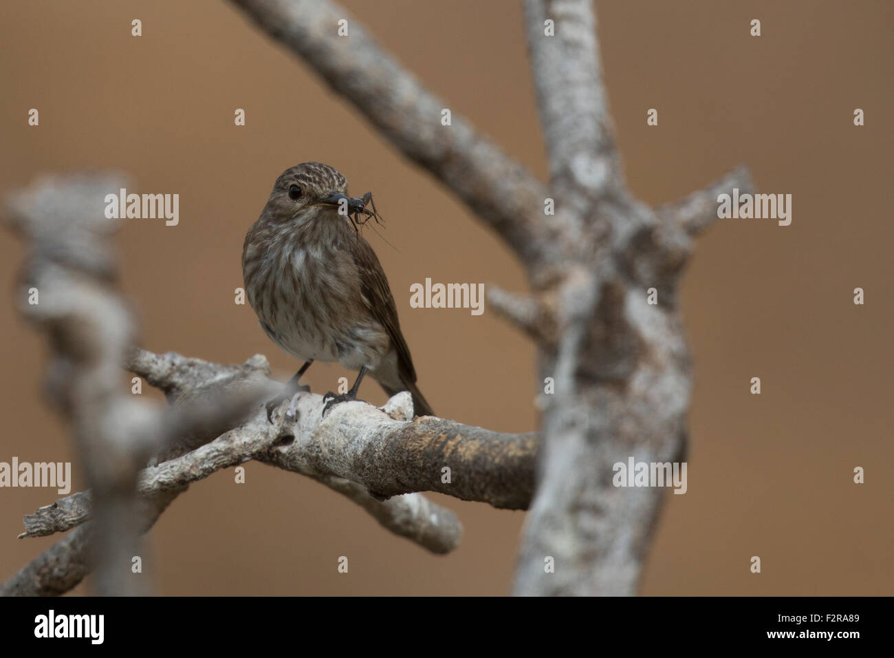 Spotted Flycatcher with insect prey in Andalucia Stock Photo - Alamy