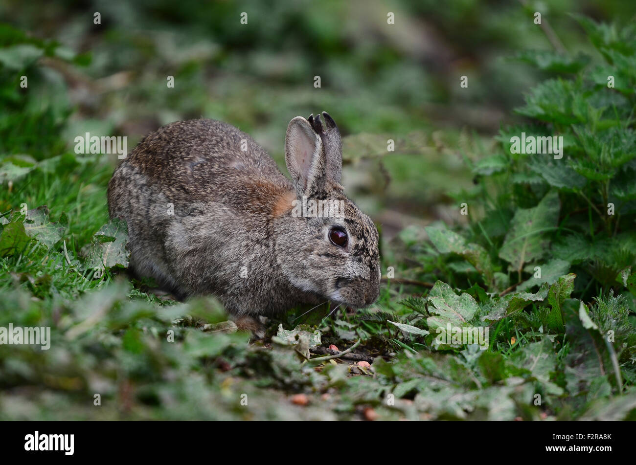 RABBIT Oryctolagus cuniculus Stock Photo - Alamy