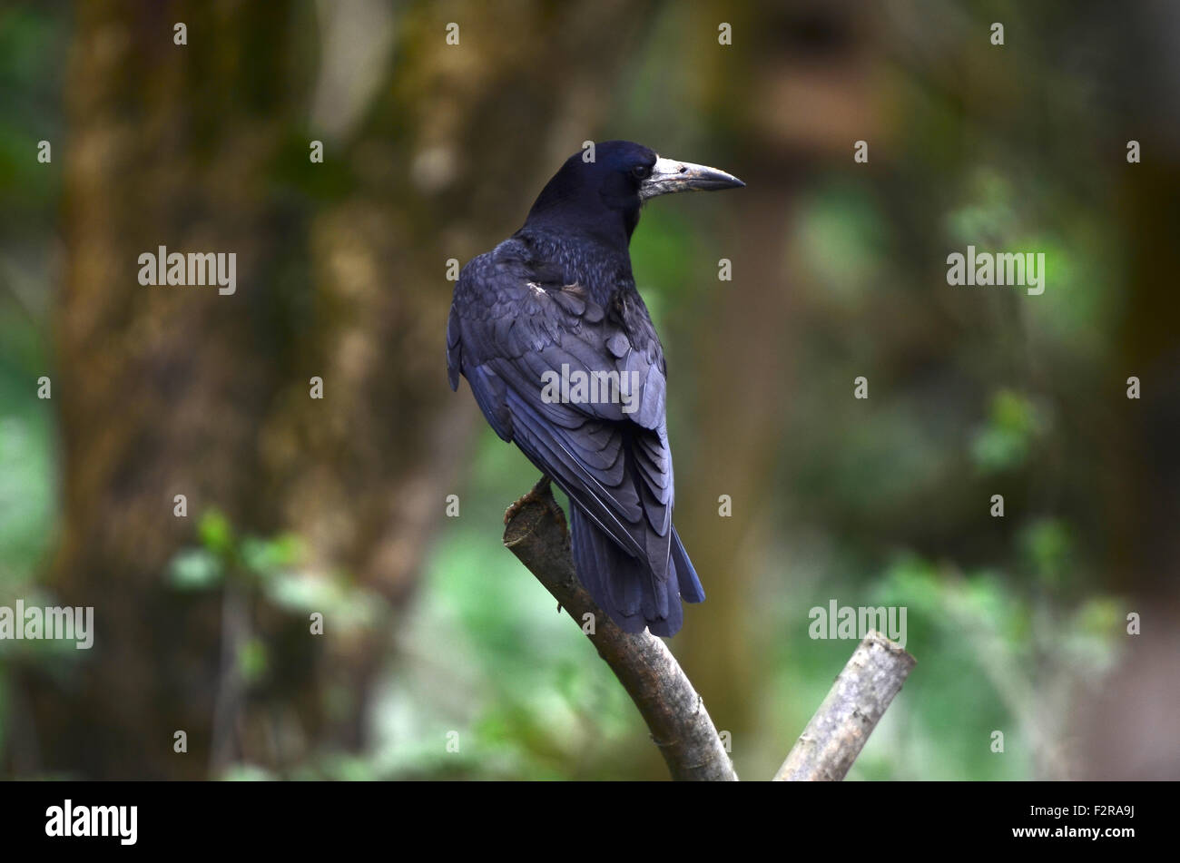 Rook bird hi-res stock photography and images - Alamy