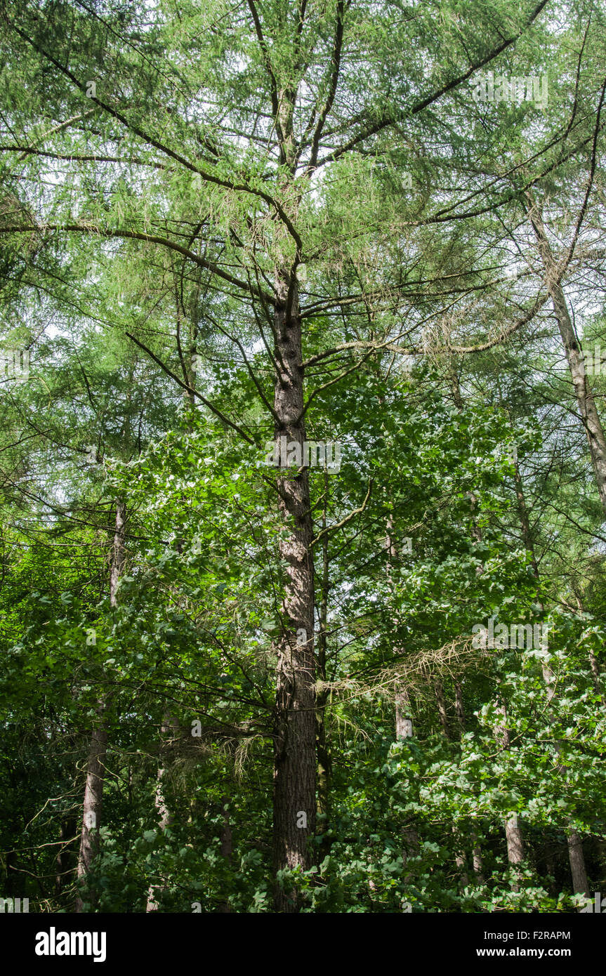 Thick bushes hi-res stock photography and images - Alamy