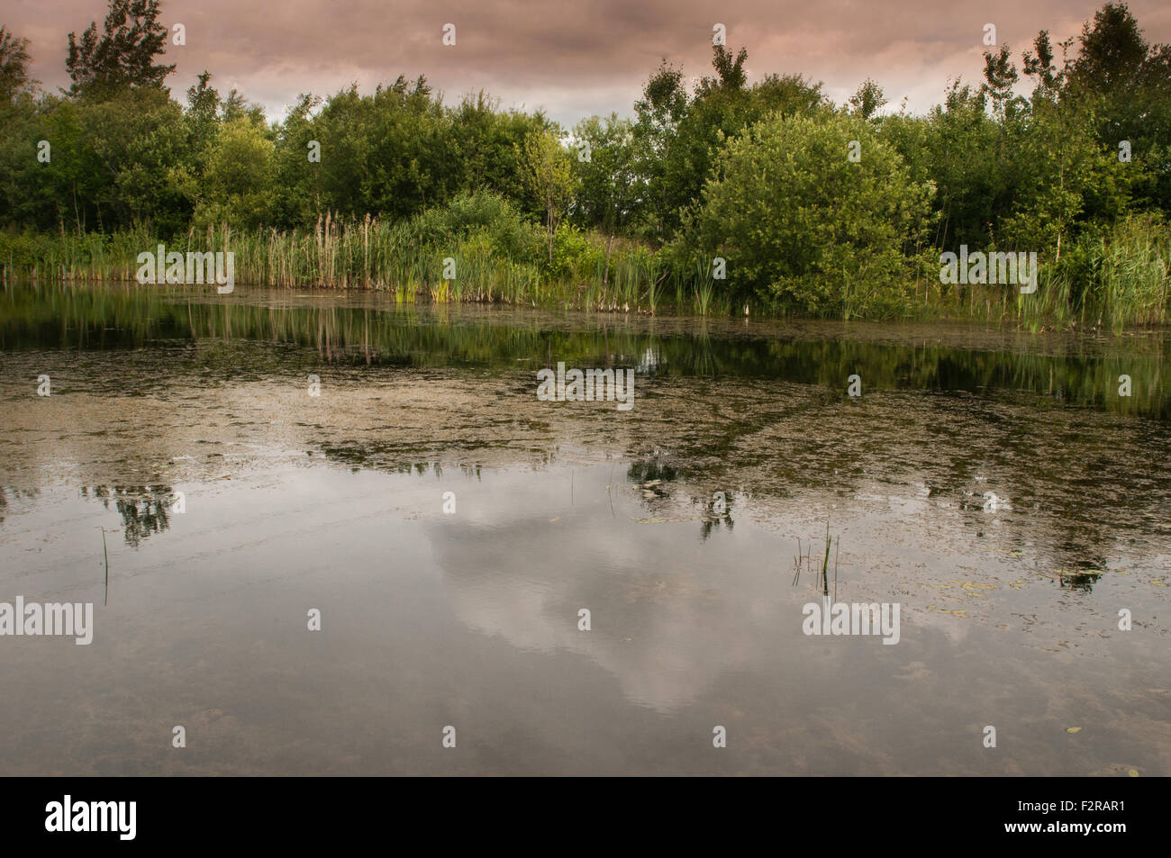 Grey pond hi-res stock photography and images - Alamy