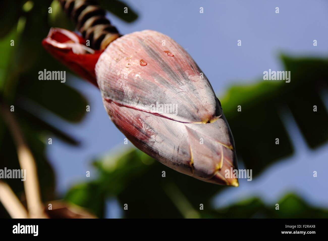 Flowering stage of a Banana tree Stock Photo - Alamy