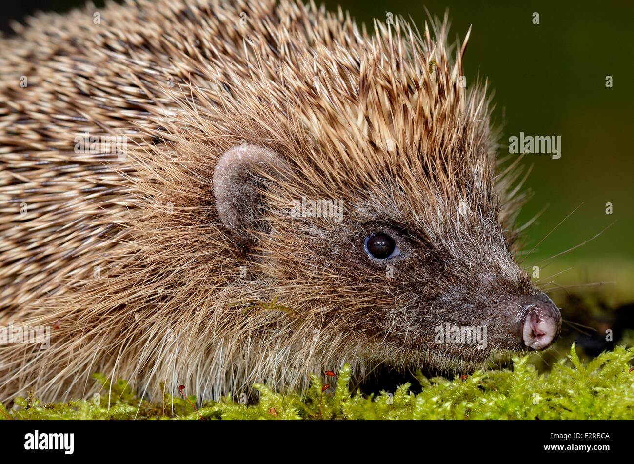 Hedgehog Face High Resolution Stock Photography and Images - Alamy