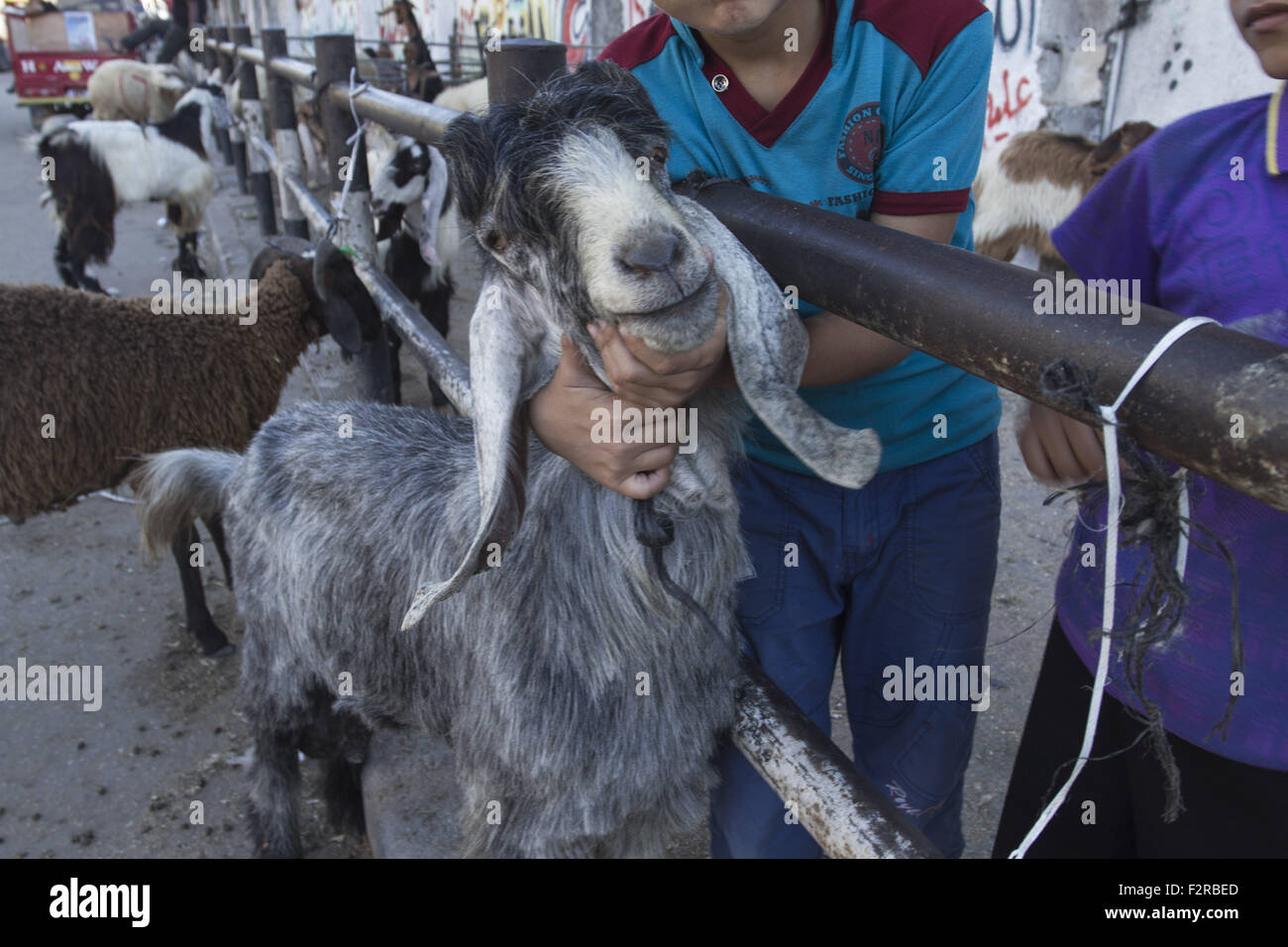 Gaza City, The Gaza Strip, Palestine. 22nd Sep, 2015. Palestinian kid ...