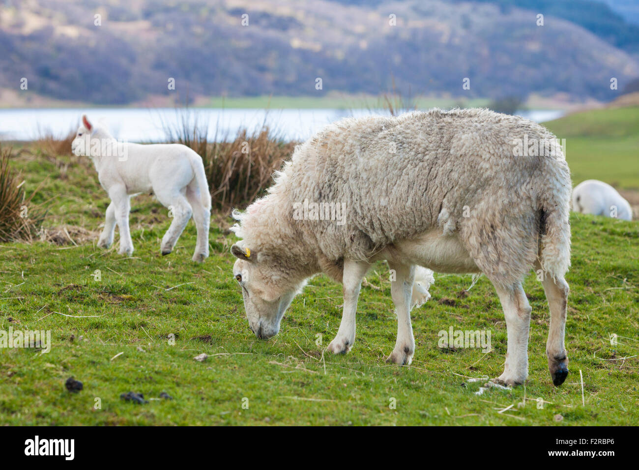 Ewe lamb sheep mother offspring lamb hi-res stock photography and ...