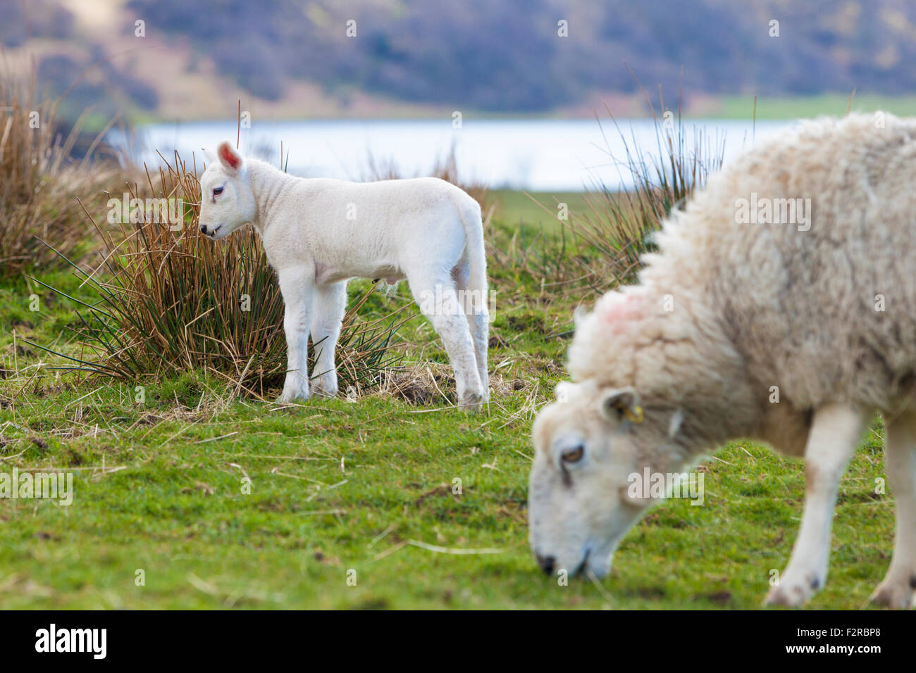 Ewe and lamb Stock Photo - Alamy