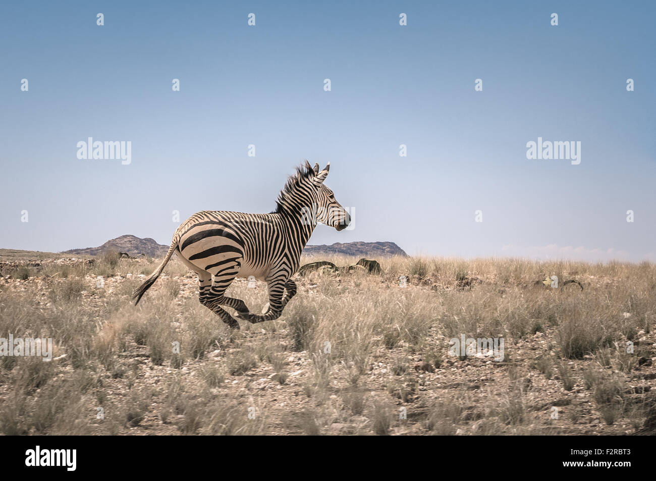 Zebras galloping hi-res stock photography and images - Alamy