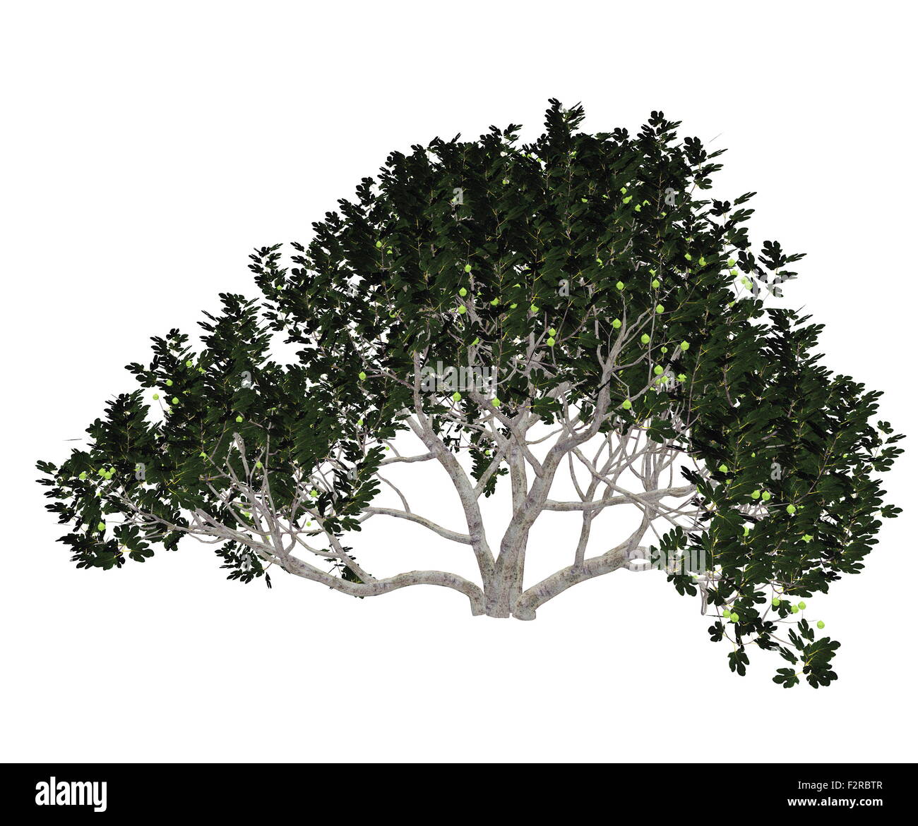 Fig, ficus carica, tree isolated in white background - 3D render Stock ...
