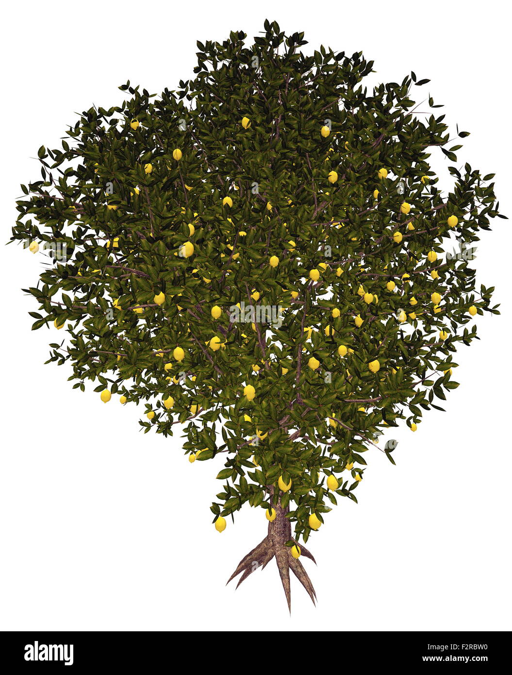 Lemon, citrus limon, tree isolated in white background - 3D render ...
