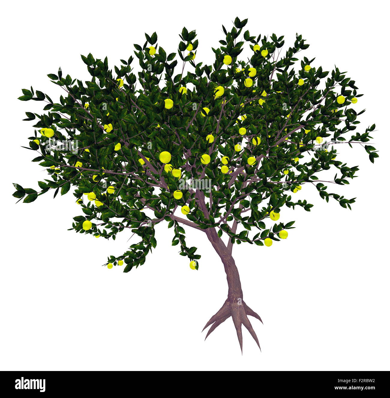 Mexican or key lime, citrus aurantifolia, tree isolated in white ...