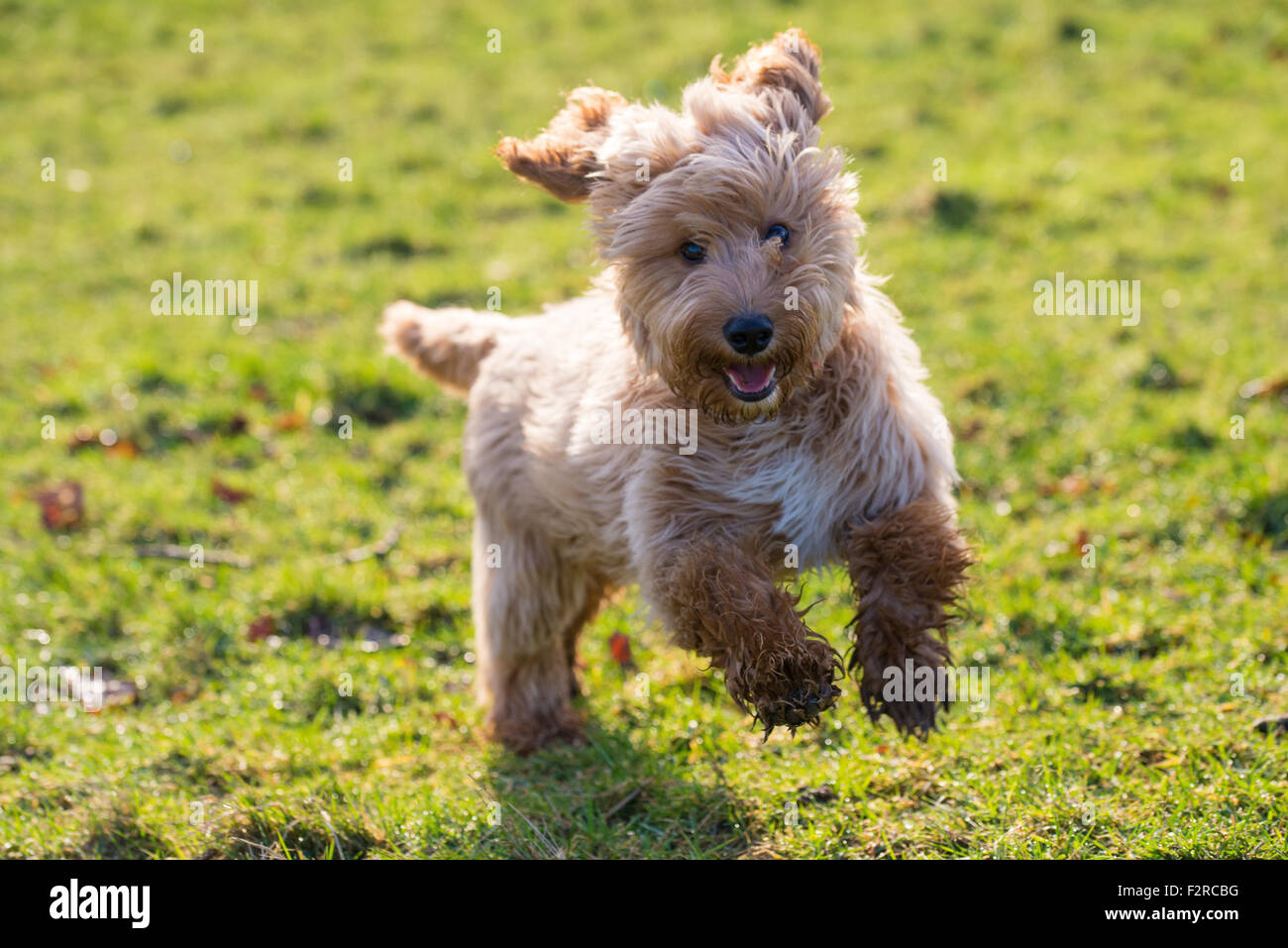 Cute dog leaping Stock Photo - Alamy