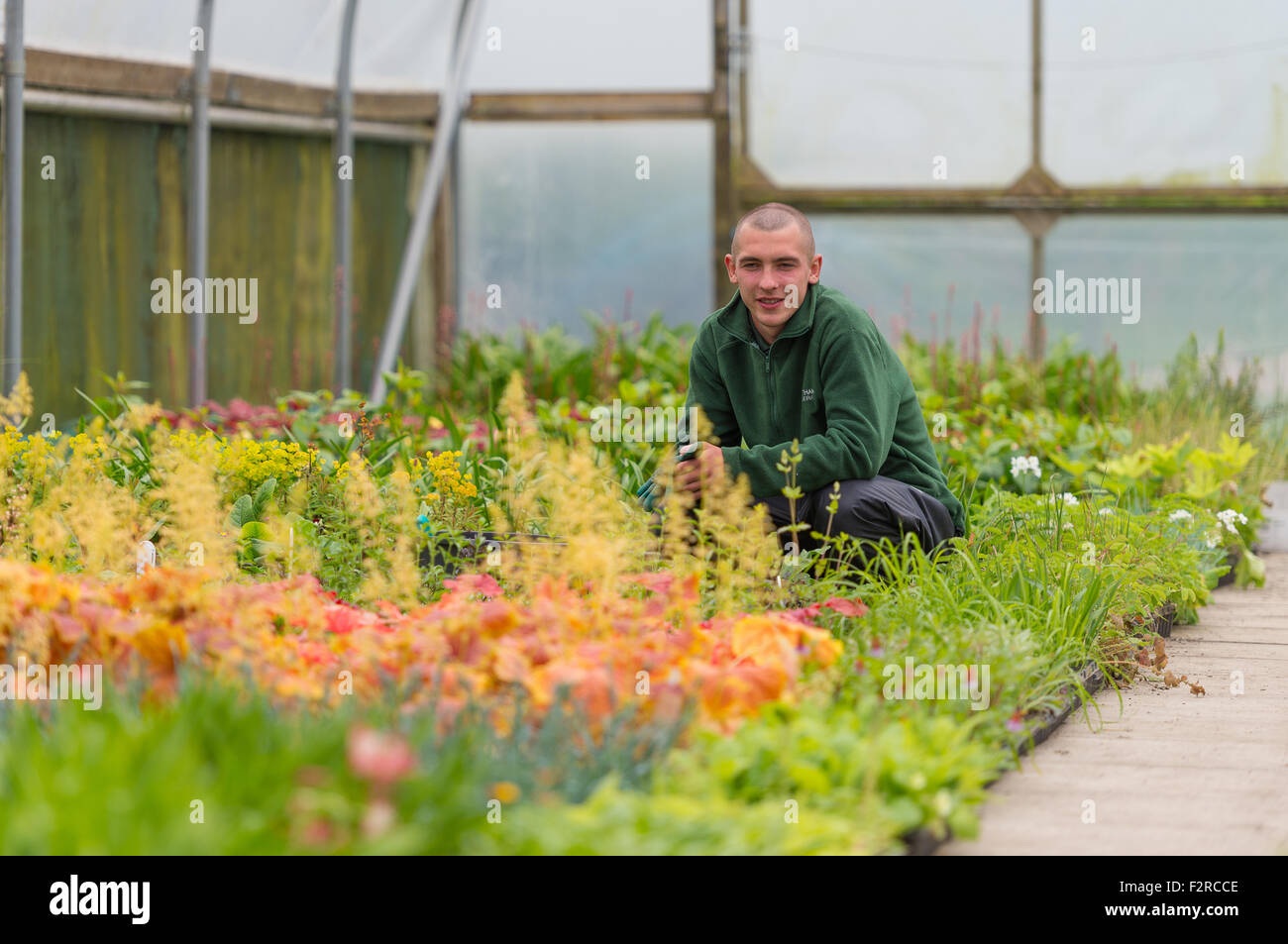 Worker in a greenhouse Stock Photo - Alamy