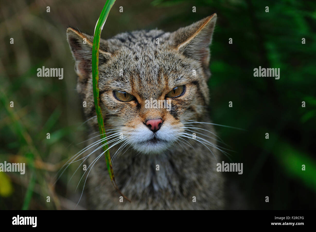 Wildcat animal hi-res stock photography and images - Alamy