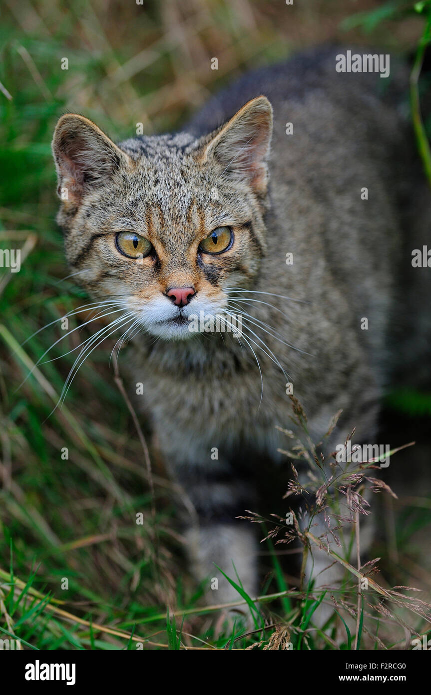 Wildcat looking hi-res stock photography and images - Alamy
