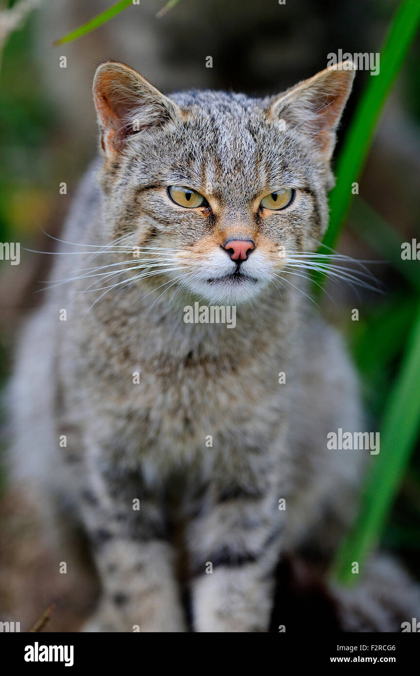 Docile cat hi-res stock photography and images - Alamy