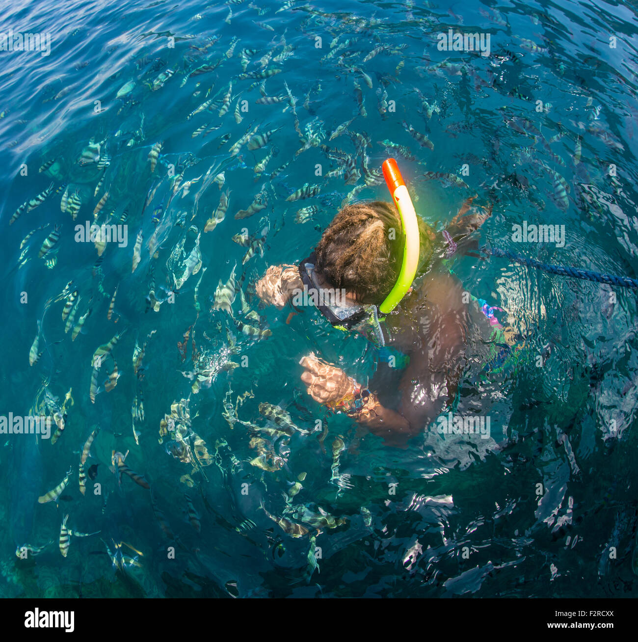 Young man snorkeling in clear shallow tropical sea Stock Photo - Alamy