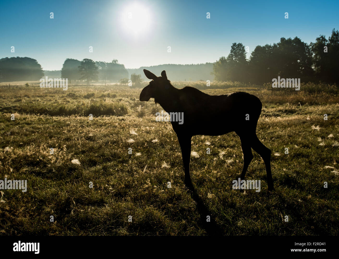 The cow moose Sina early in the morning at the Wildlife Park in ...