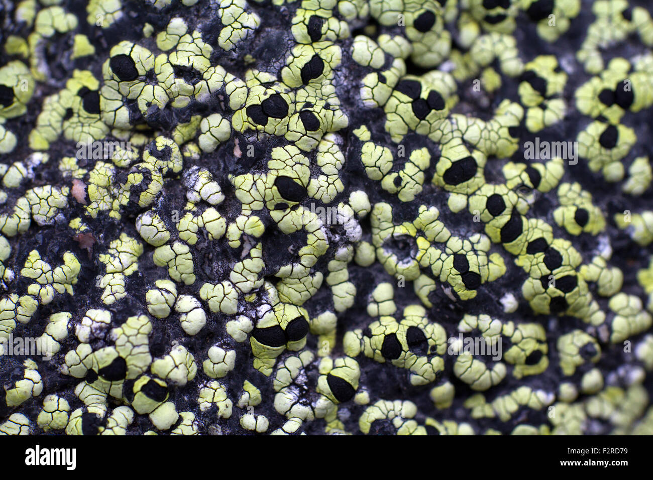 Arctic prairie plants - backgrounds of polar bald mountain macro ...