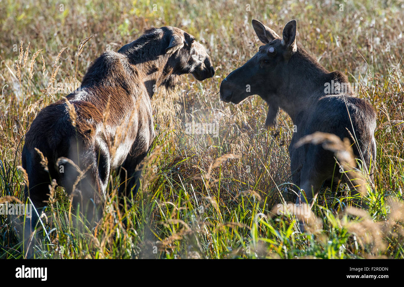 Following the moose hi-res stock photography and images - Alamy