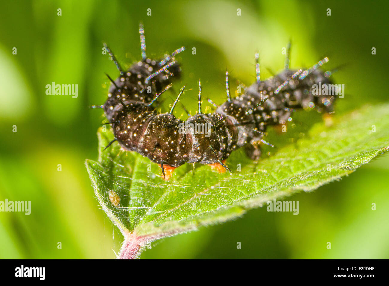 Caterpillars peacock moth hi-res stock photography and images - Alamy