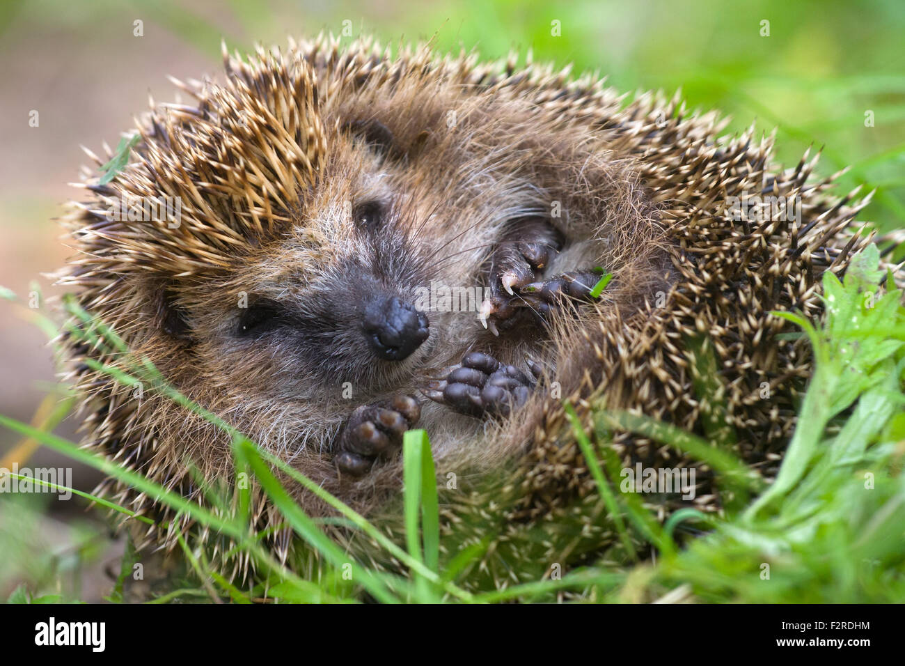 Curled claws hi-res stock photography and images - Alamy