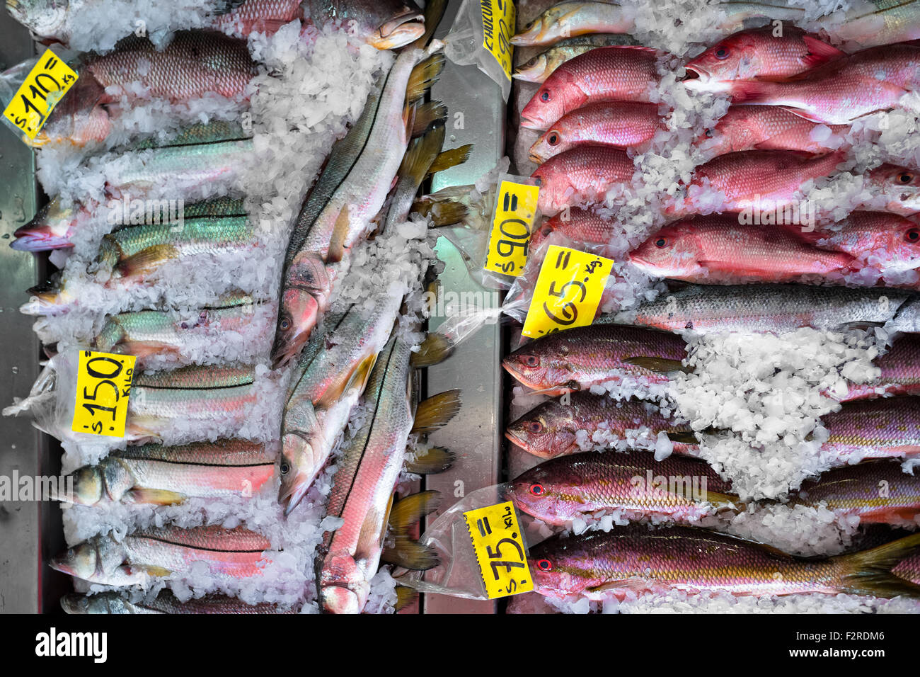 Pargo Fish Mexico High Resolution Stock Photography and Images - Alamy
